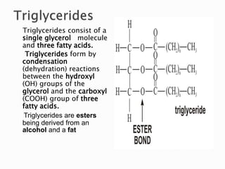 Glycerol Triglyceride