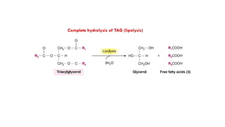 Triglyceride Metabolism.pptxmetabolismpptx | PPTX