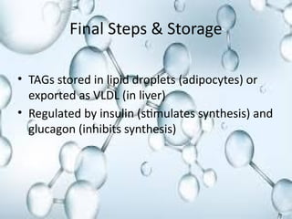 Triglycerides are the, lipid metabolism. | PPTX