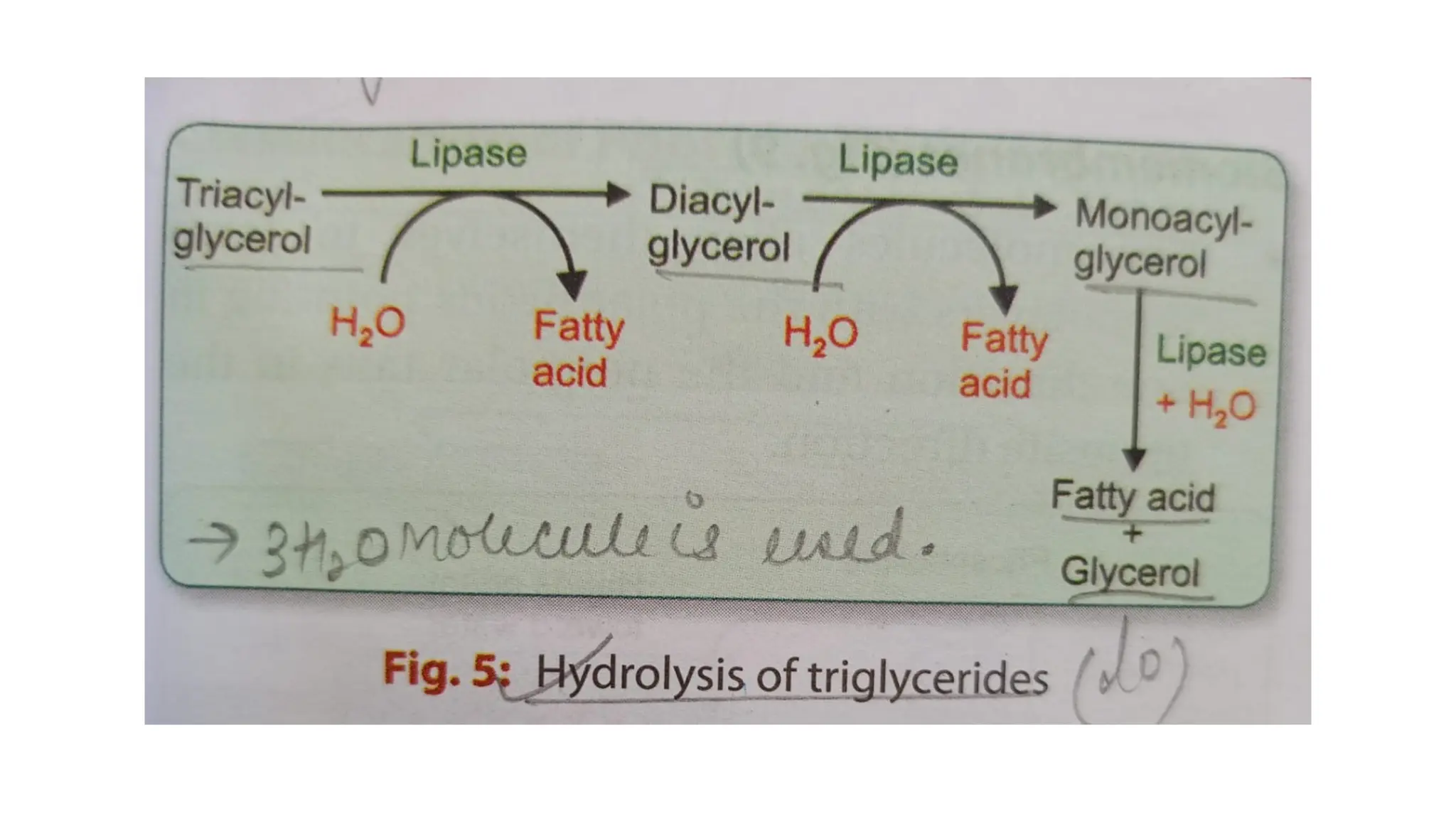 TRIGLYCERIDES OR TRIACYGLYCEROL(NEUTRAL FAT).pptx