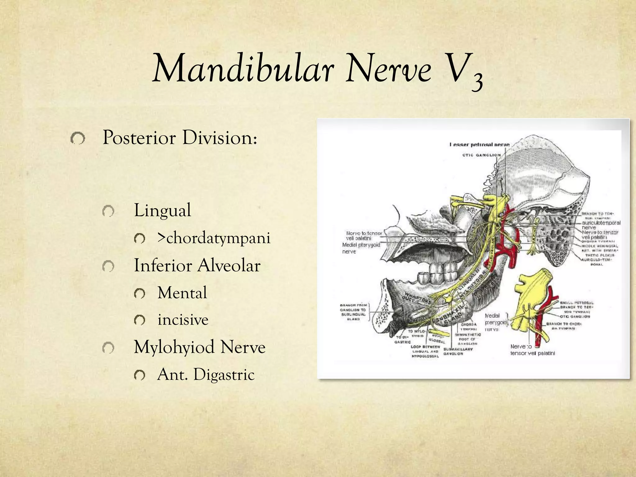 Trigeminal Nerve | PPTX