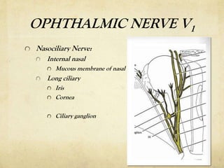 Trigeminal Nerve | PPTX