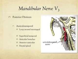 Trigeminal Nerve | PPTX