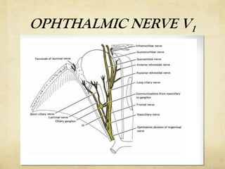 Trigeminal Nerve | PPTX