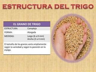 Trigo | PDF