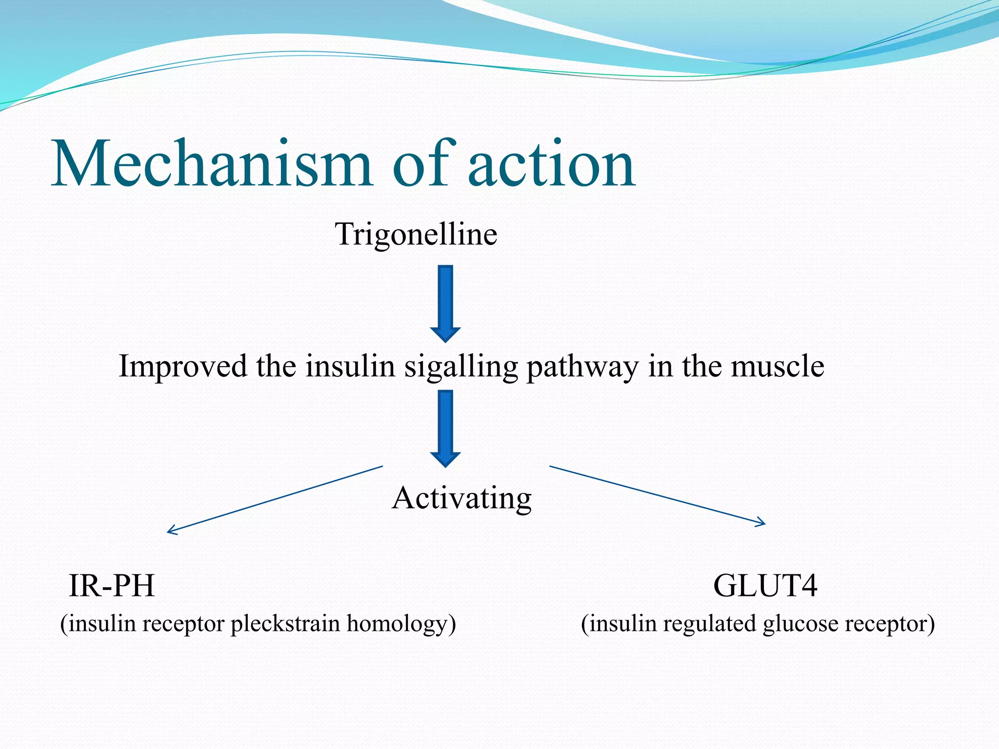 Trigonella Gymnema Graccum presentation.pptx