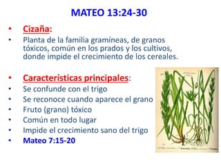 Trigo o cizaña 777 | PPTX