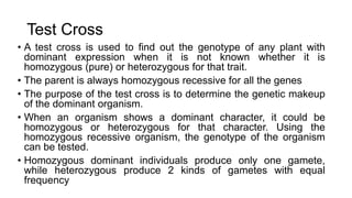 trihybrid cross , test cross chi squares | PPTX