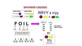 trihybrid cross , test cross chi squares | PPTX