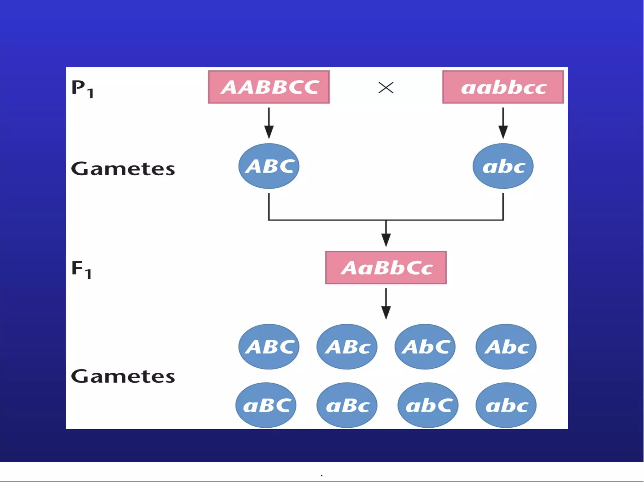 Trihybrid crosses | PPT