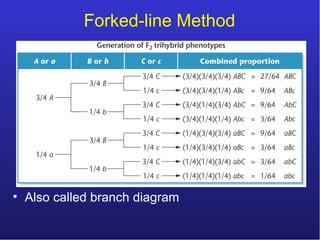 Trihybrid crosses | PPT