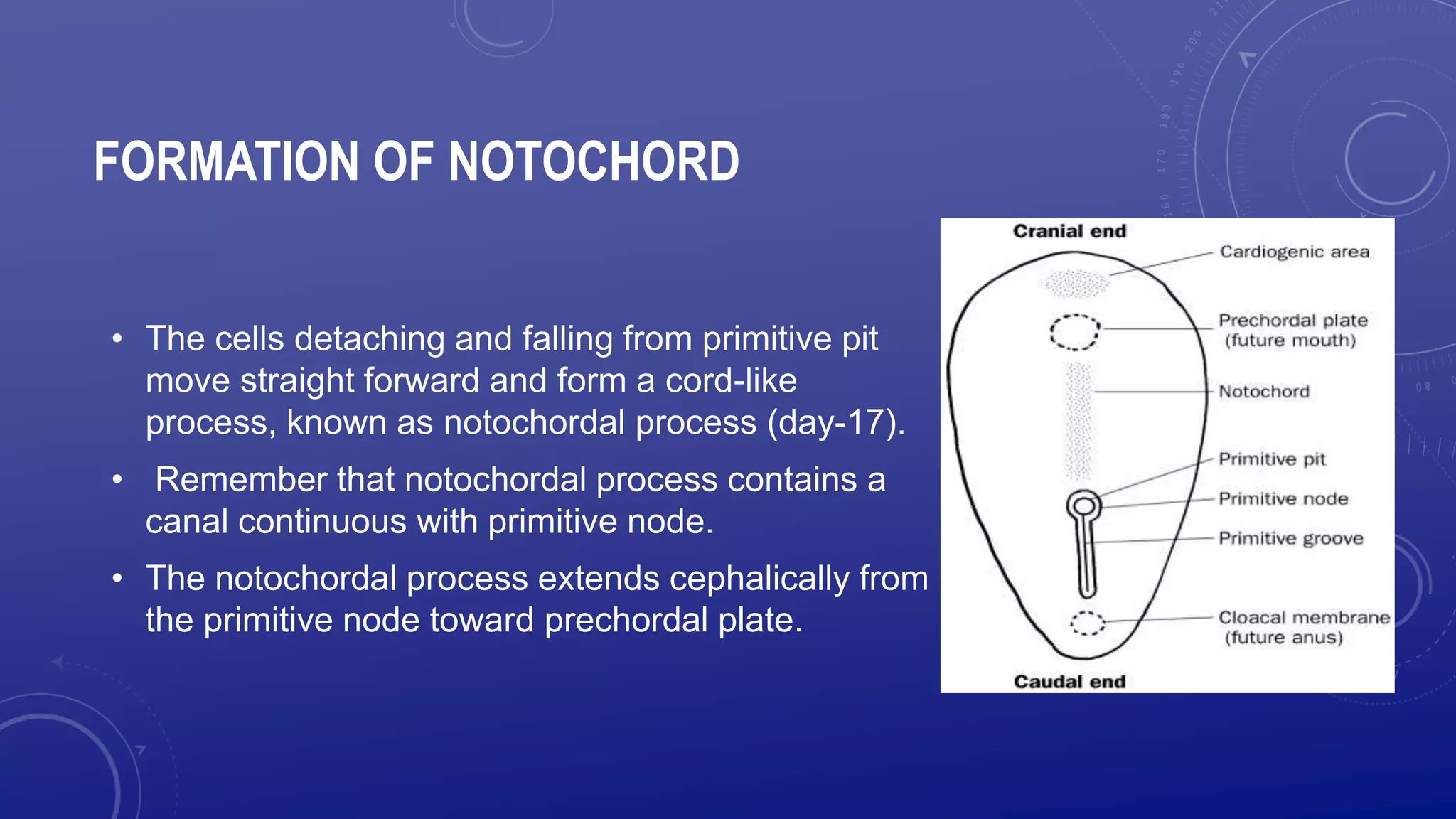 Trilaminar germ disc (week 3 embryology) | PPTX
