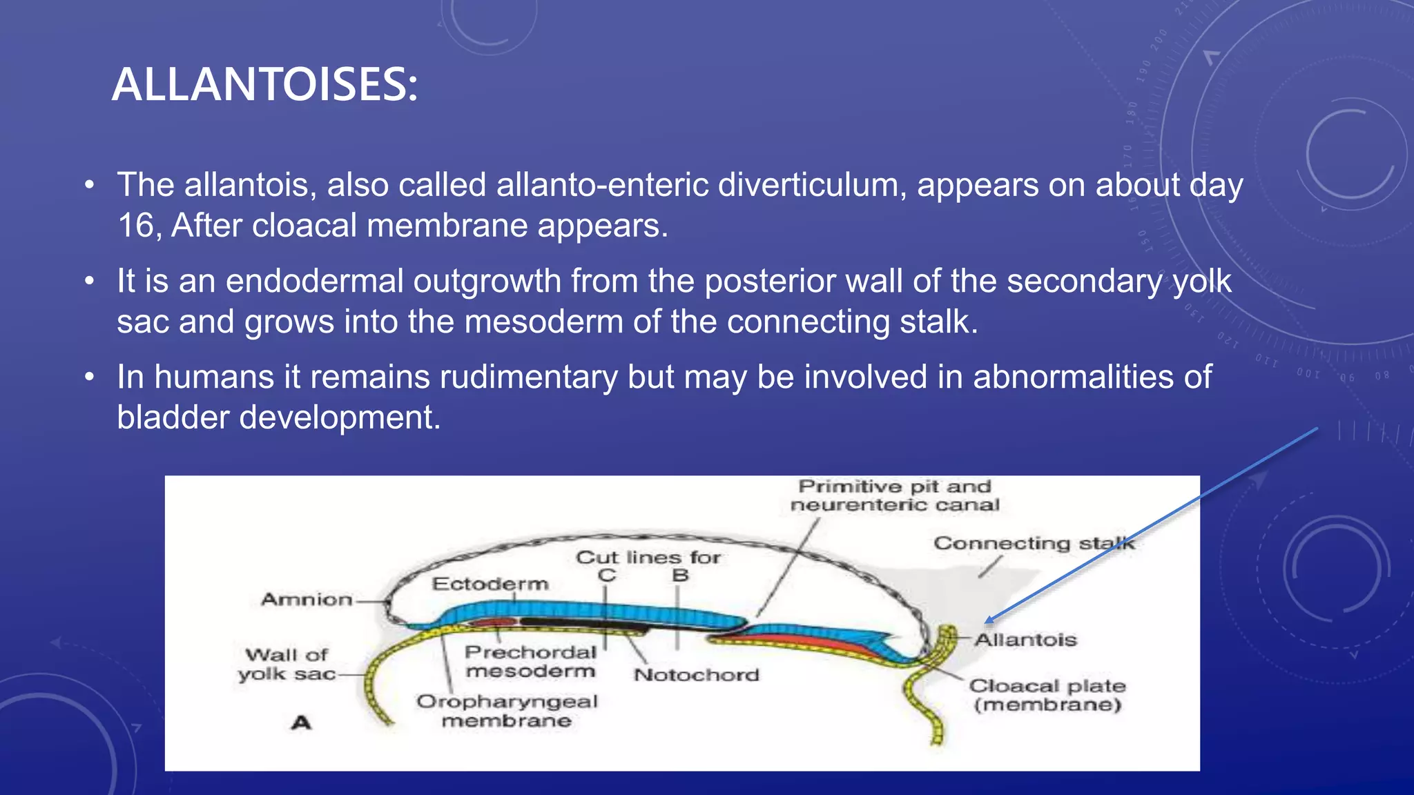 Trilaminar germ disc (week 3 embryology) | PPTX