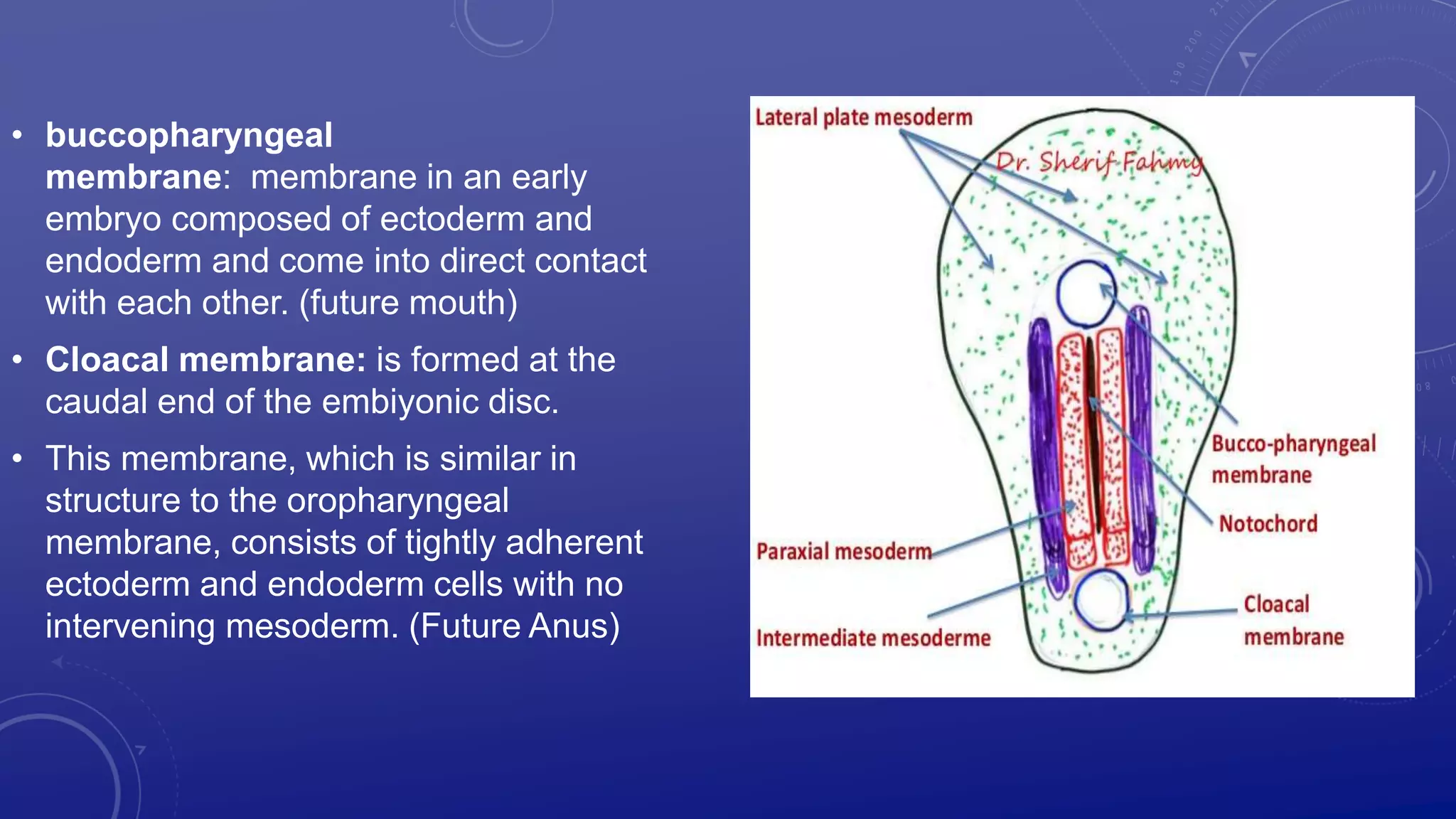 Trilaminar germ disc (week 3 embryology) | PPTX
