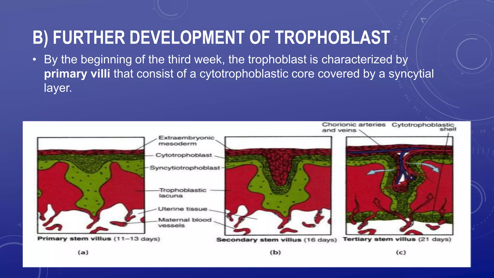 Trilaminar germ disc (week 3 embryology) | PPTX