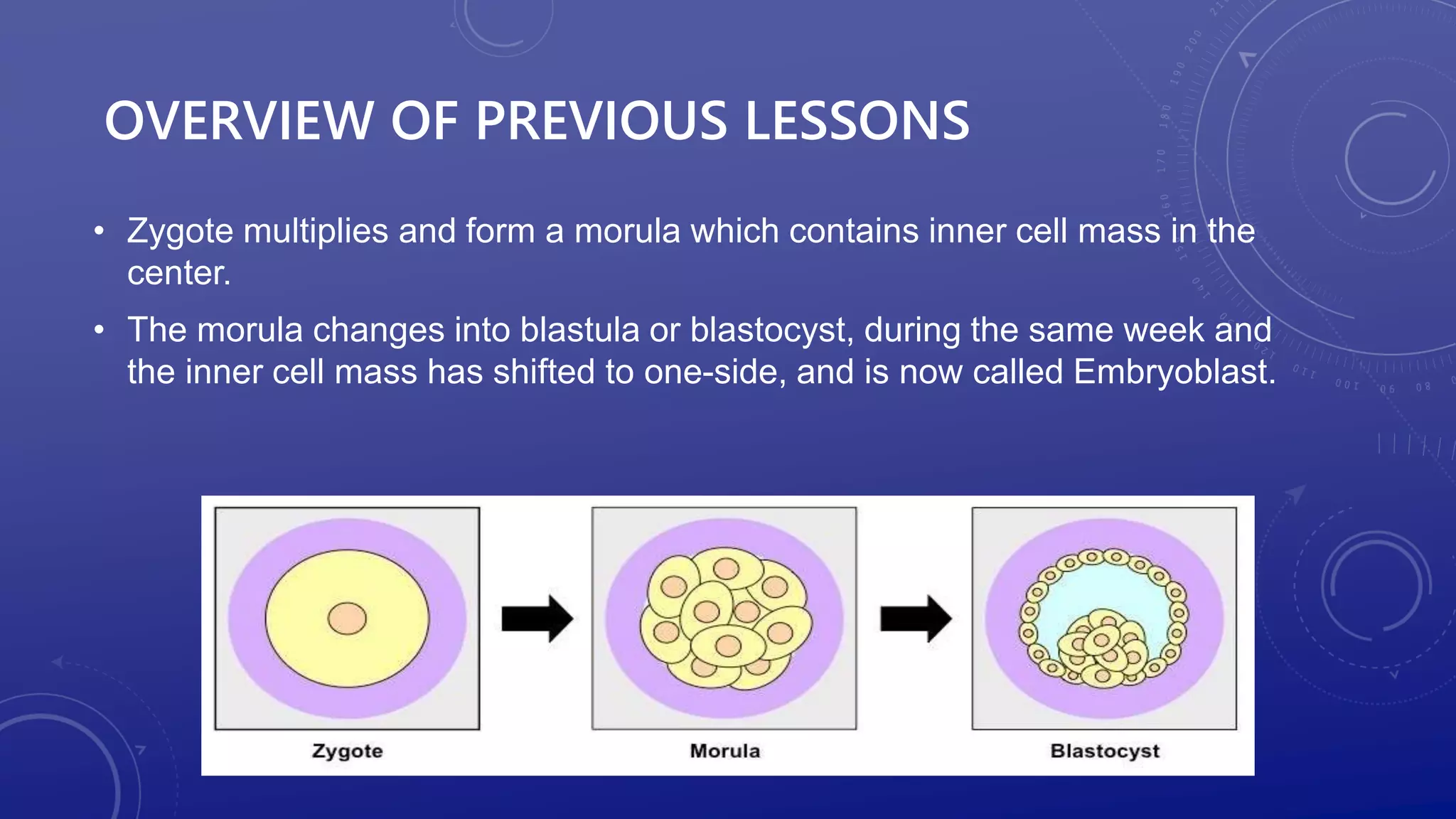 Trilaminar germ disc (week 3 embryology) | PPTX