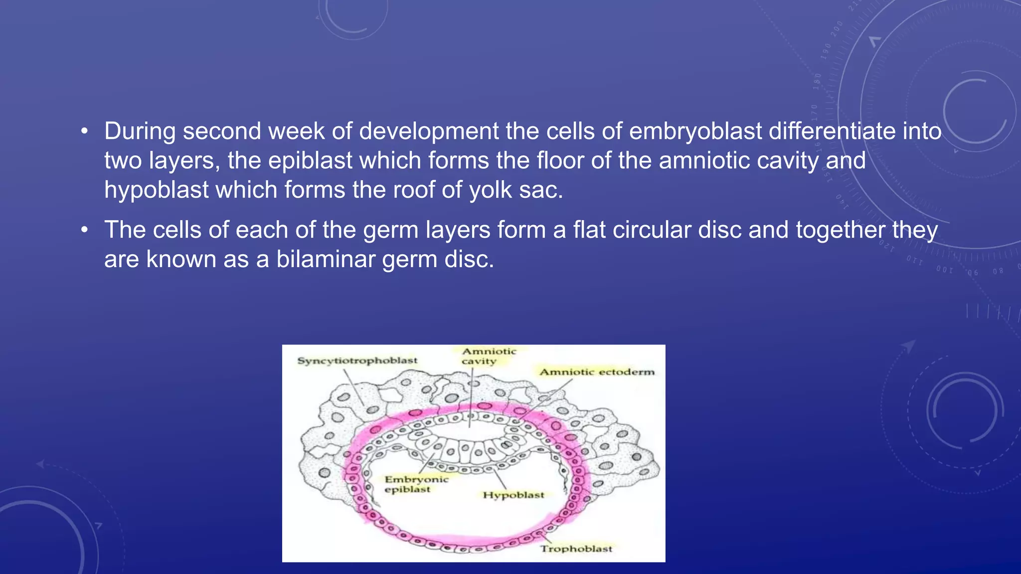 Trilaminar germ disc (week 3 embryology) | PPTX