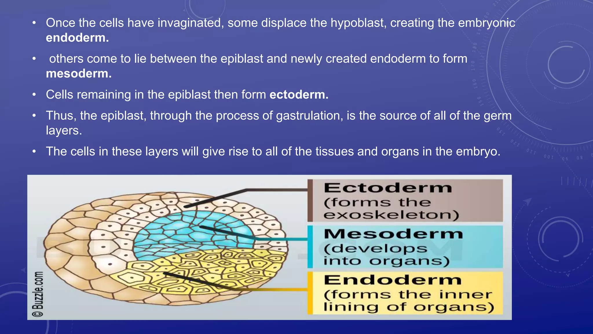 Trilaminar germ disc (week 3 embryology) | PPTX