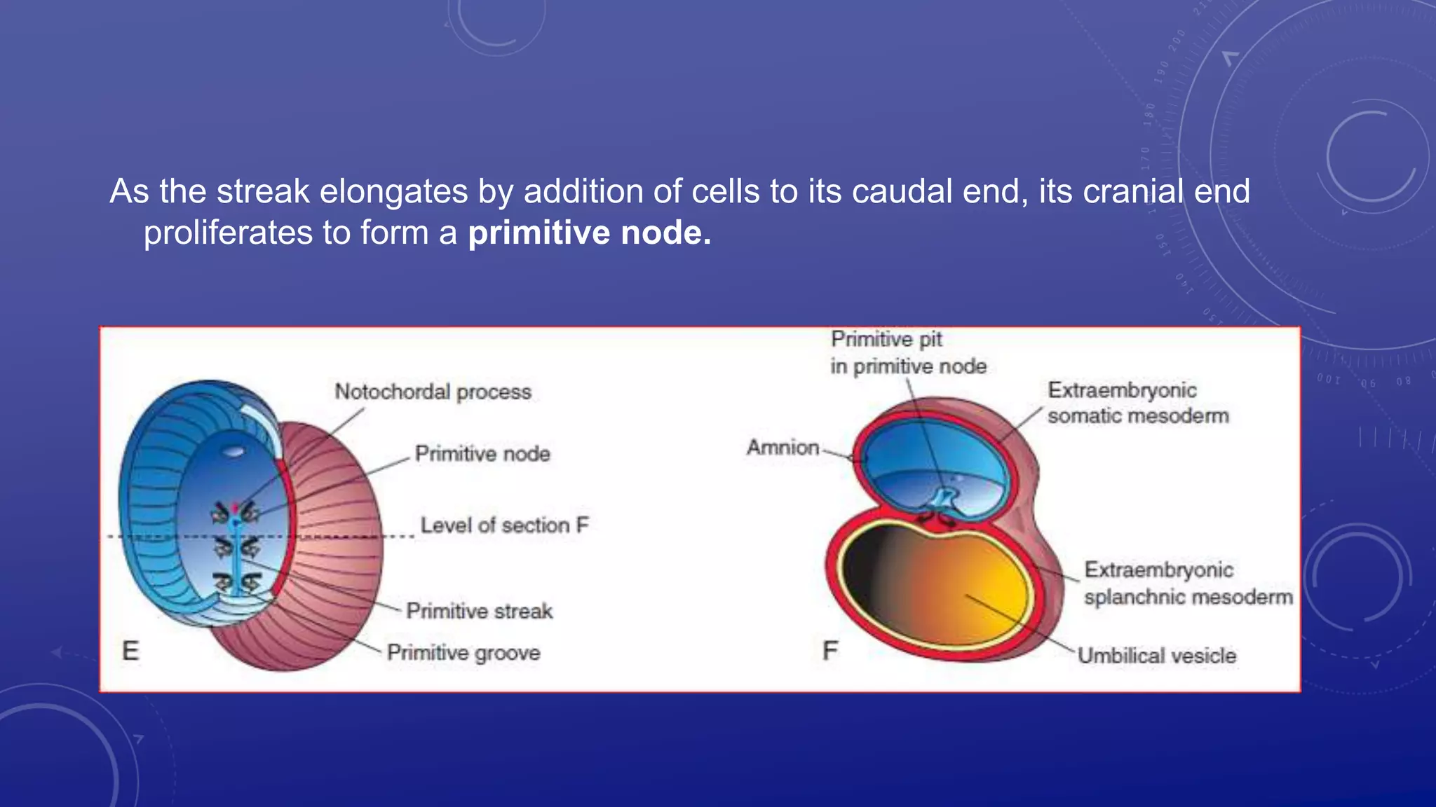 Trilaminar germ disc (week 3 embryology) | PPTX