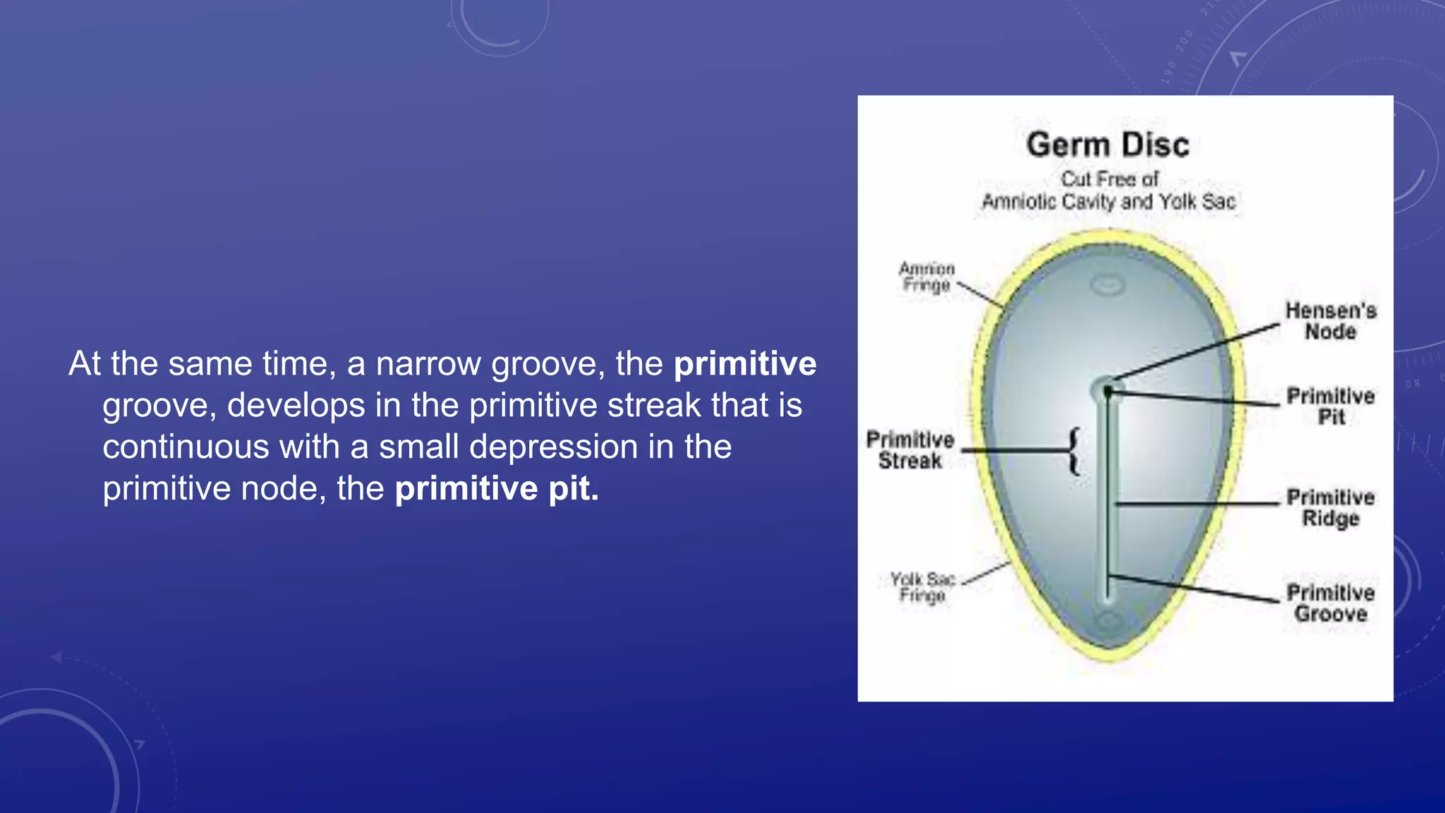 Trilaminar germ disc (week 3 embryology) | PPTX