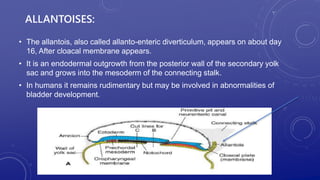 Trilaminar germ disc (week 3 embryology) | PPTX