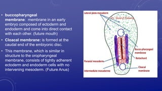 Trilaminar germ disc (week 3 embryology) | PPTX