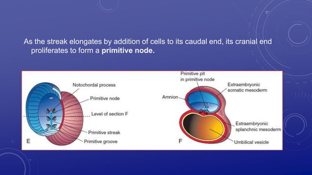 Trilaminar germ disc (week 3 embryology) | PPTX