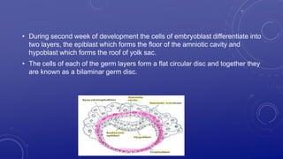 Trilaminar germ disc (week 3 embryology) | PPT