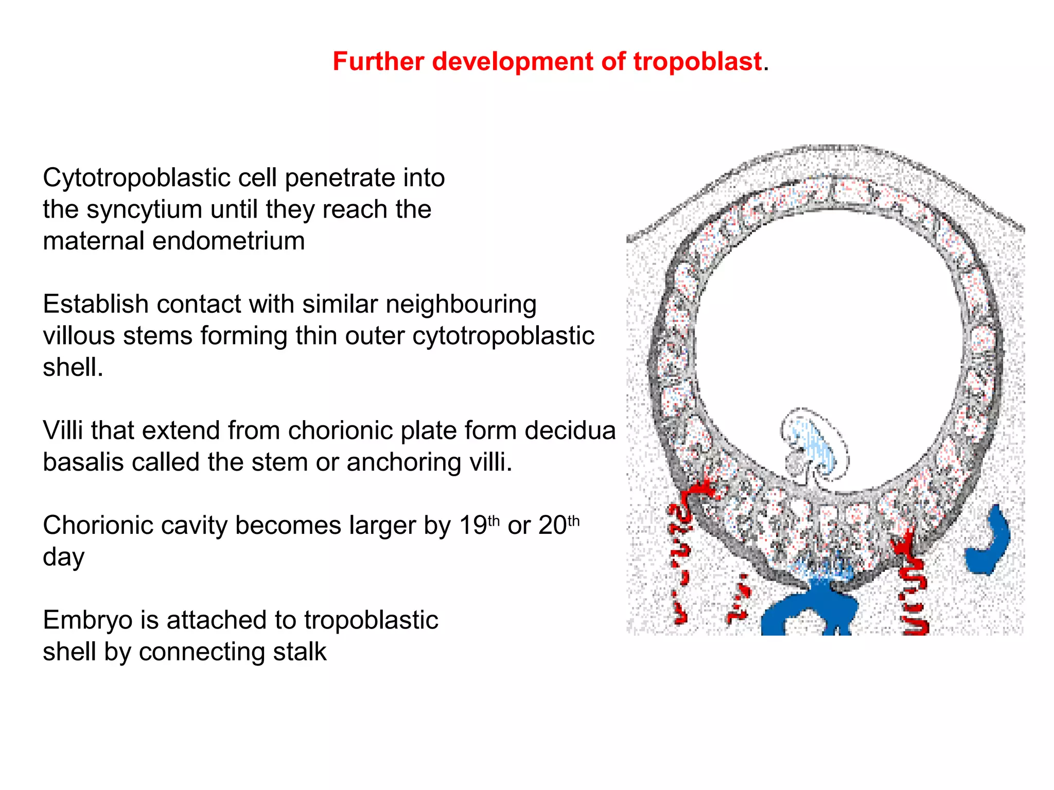 Trilaminar germ disc | PPT