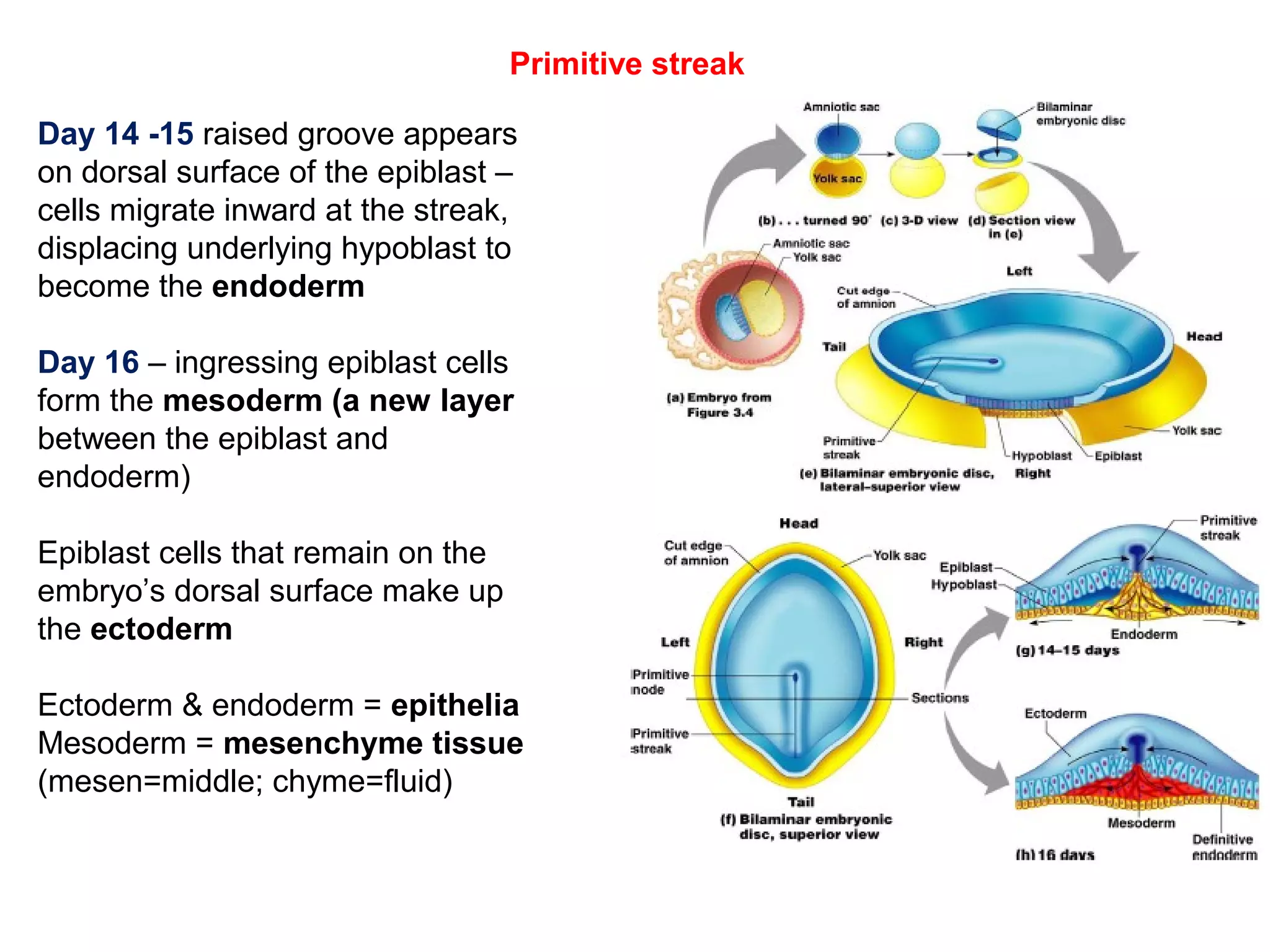 Trilaminar germ disc | PPT