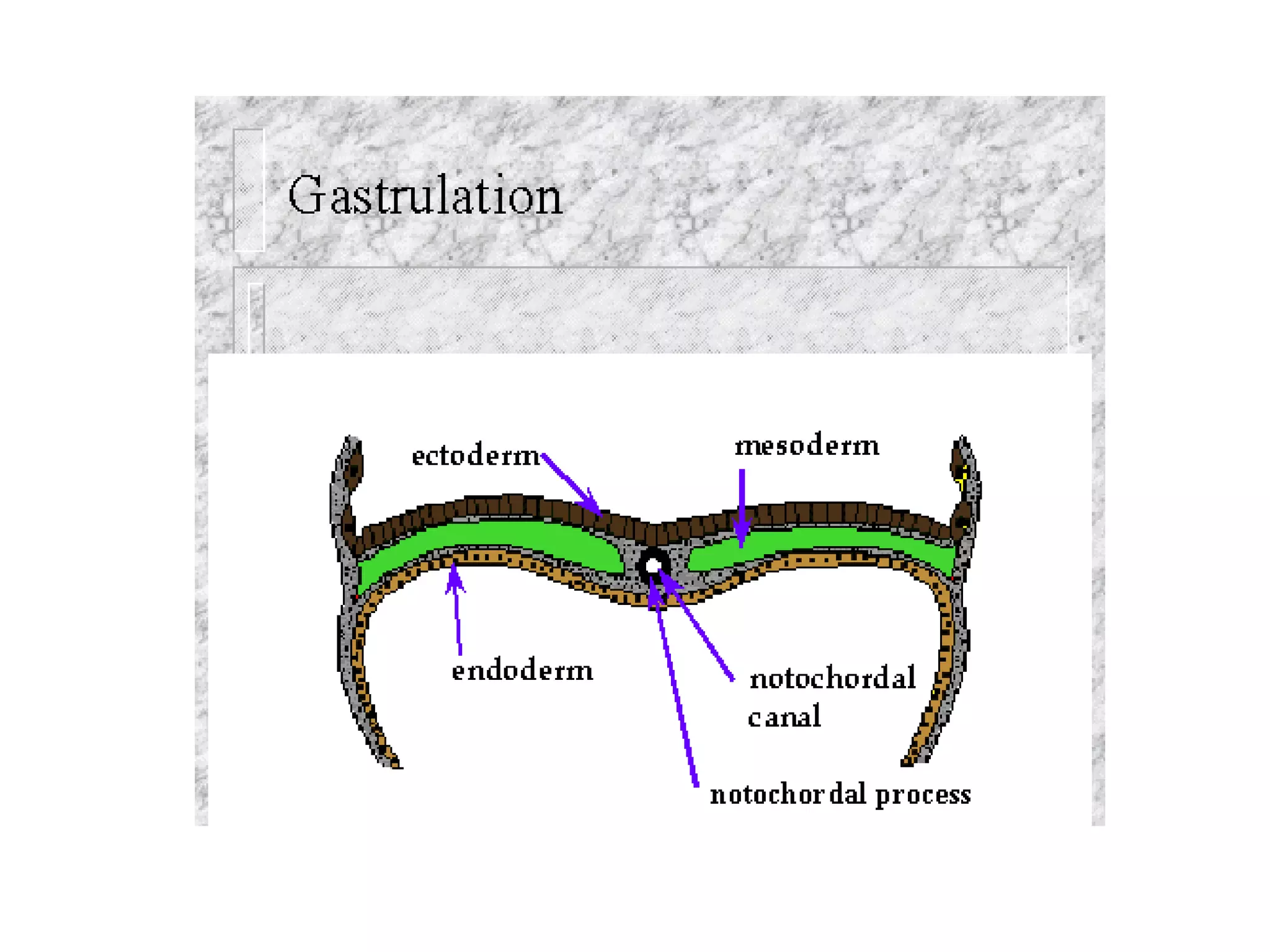 Trilaminar germ disc | PPT