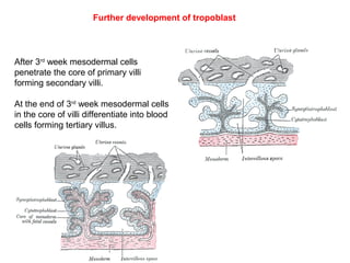 Trilaminar germ disc | PPT