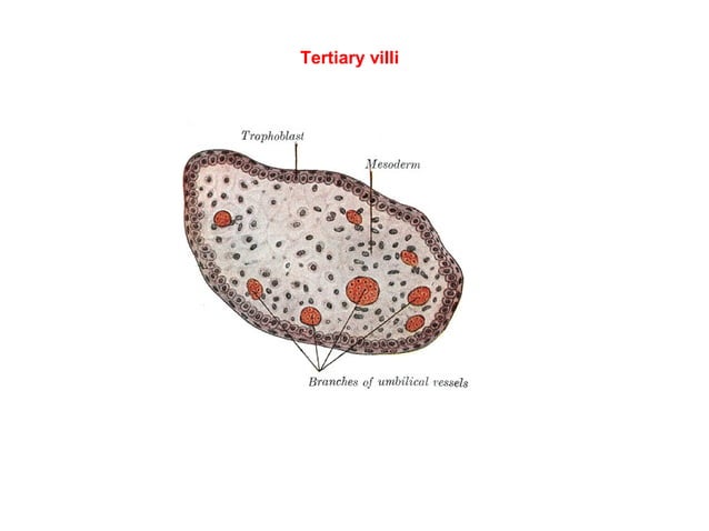 Trilaminar germ disc | PPT