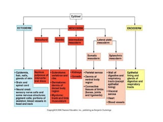 Trilaminar germ disc | PPT