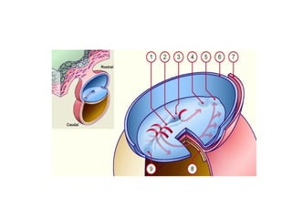 Trilaminar Embryonic Disc