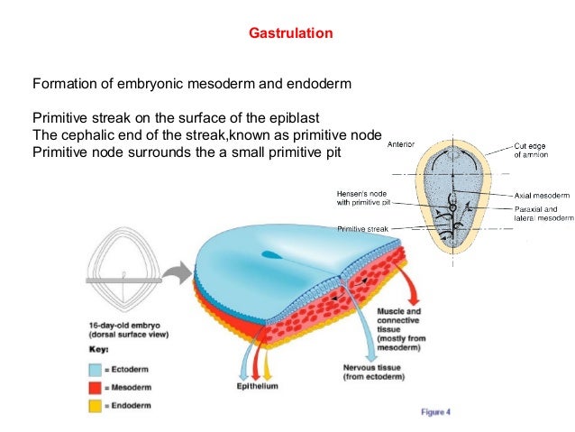 Trilaminar germ disc