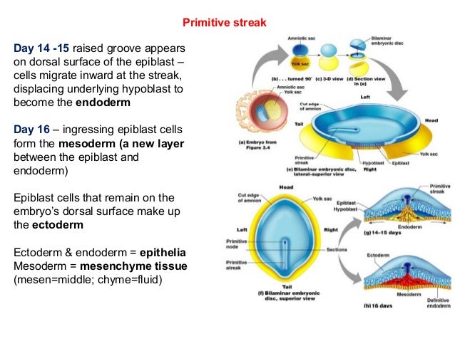 Trilaminar germ disc