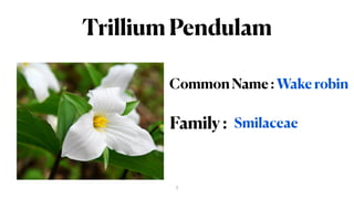 Trillium pendulum.pdf | Blood Disorders | Diseases and Conditions
