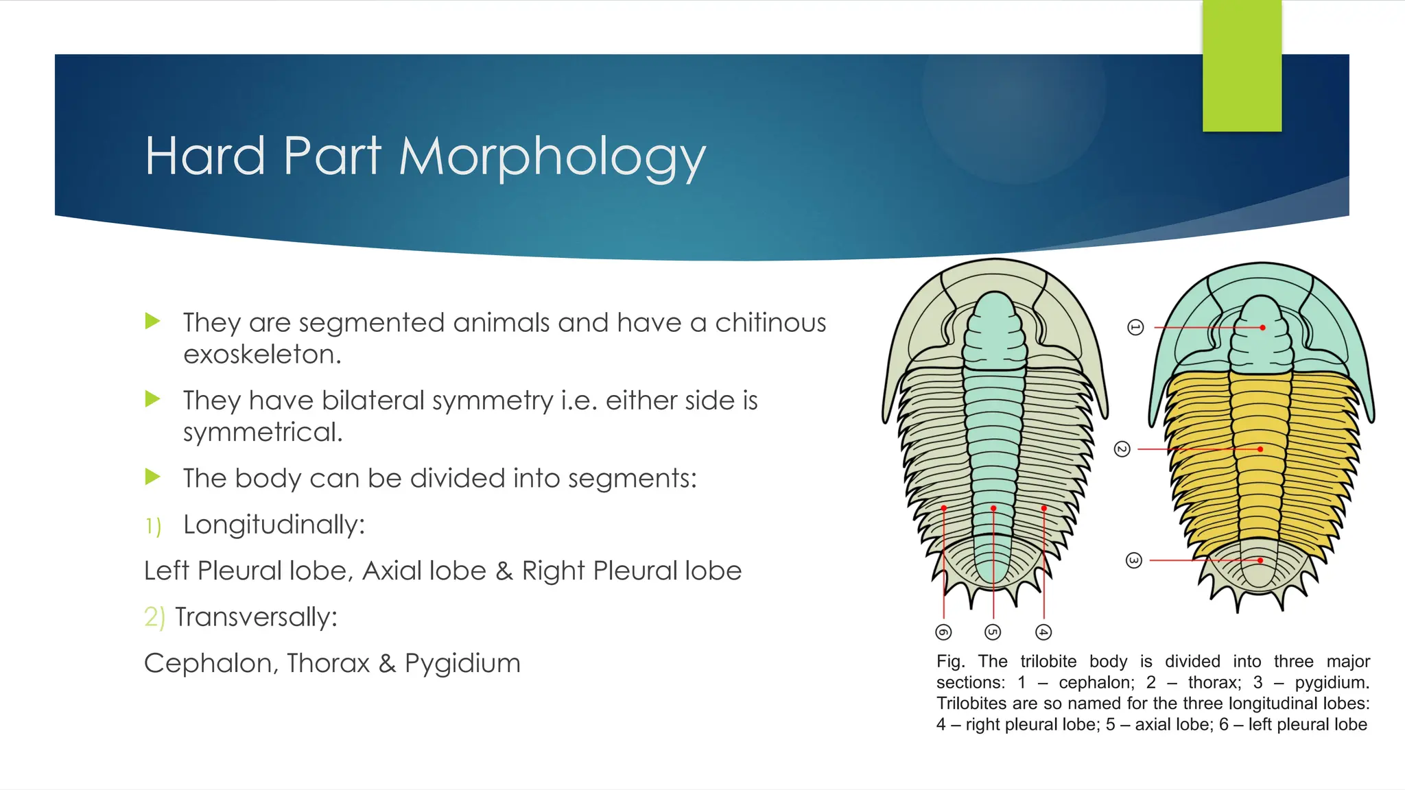 Trilobite: Hard & soft part Morphology, Evolution and Mode of Life | PPTX