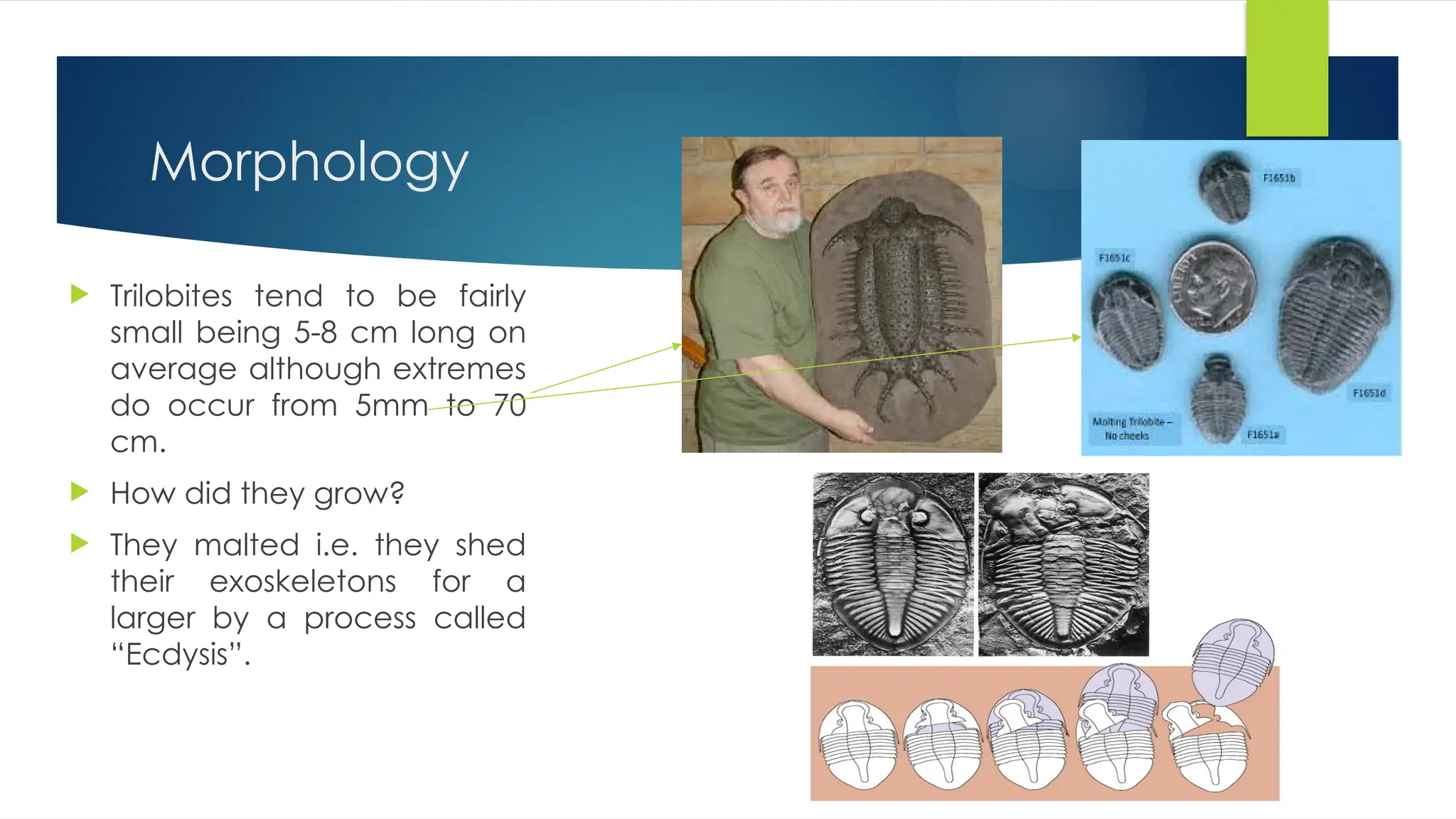 Trilobite: Hard & soft part Morphology, Evolution and Mode of Life | PPTX