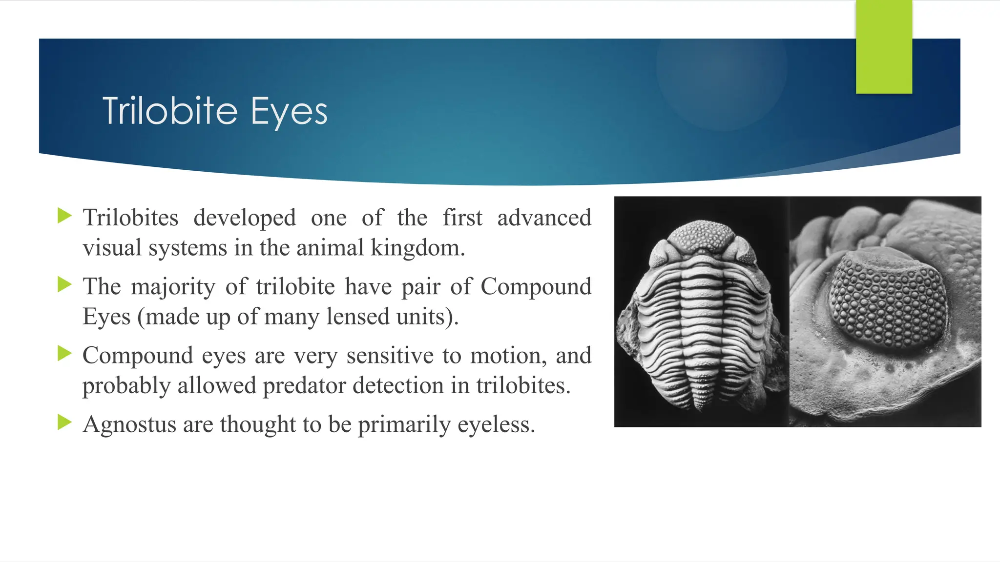 Trilobite: Hard & soft part Morphology, Evolution and Mode of Life | PPTX