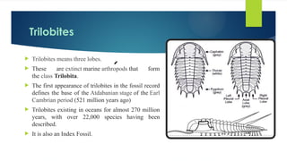 Trilobite: Hard & soft part Morphology, Evolution and Mode of Life | PPTX