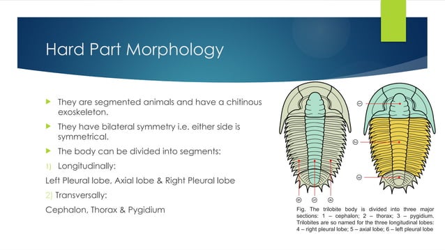 Trilobite: Hard & soft part Morphology, Evolution and Mode of Life | PPTX