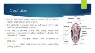 Trilobite: Hard & soft part Morphology, Evolution and Mode of Life | PPTX