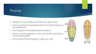 Trilobite: Hard & soft part Morphology, Evolution and Mode of Life | PPTX