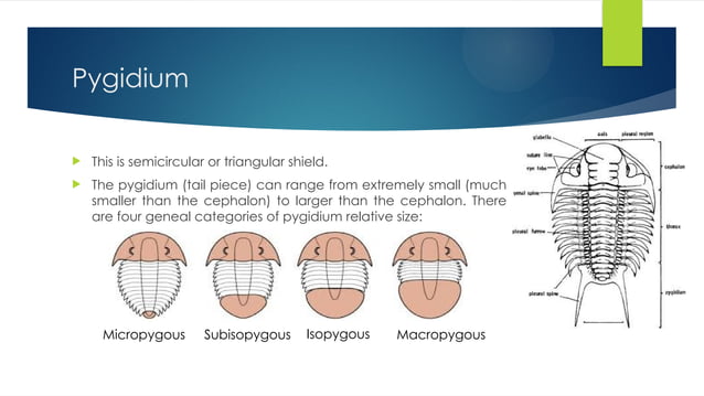 Trilobite: Hard & soft part Morphology, Evolution and Mode of Life | PPTX