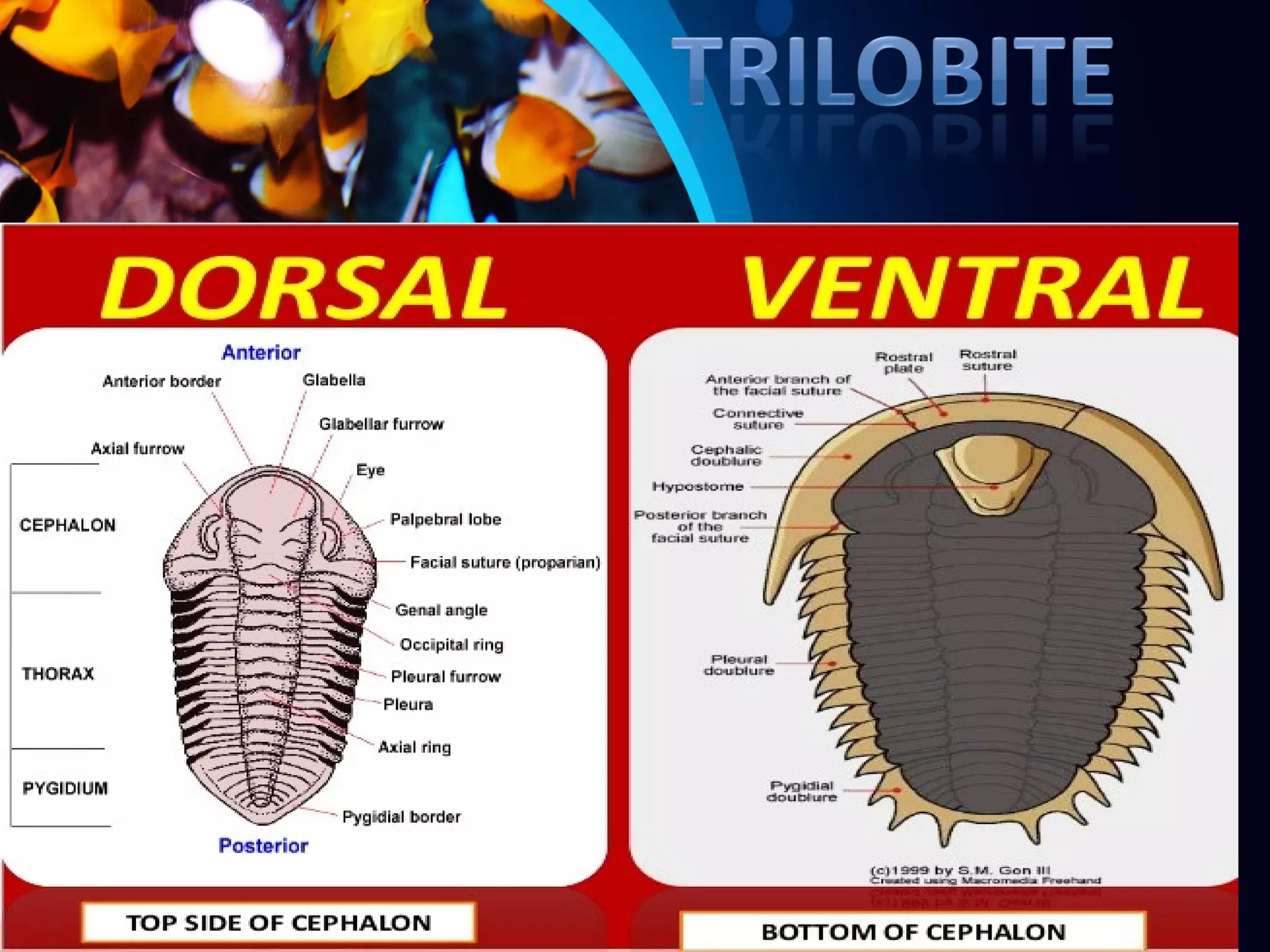 Trilobite Introductiion | PPT