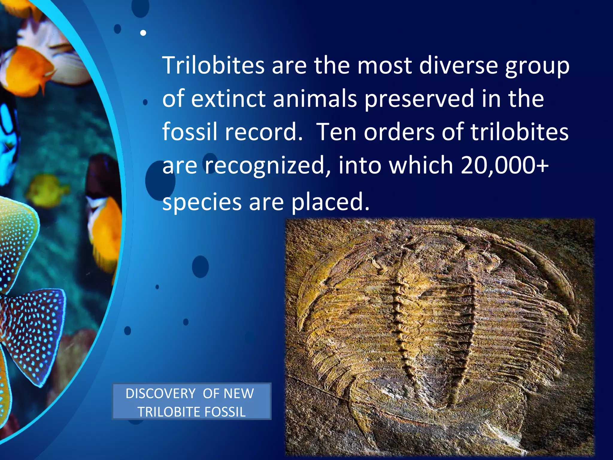 Trilobite Introductiion | PPT