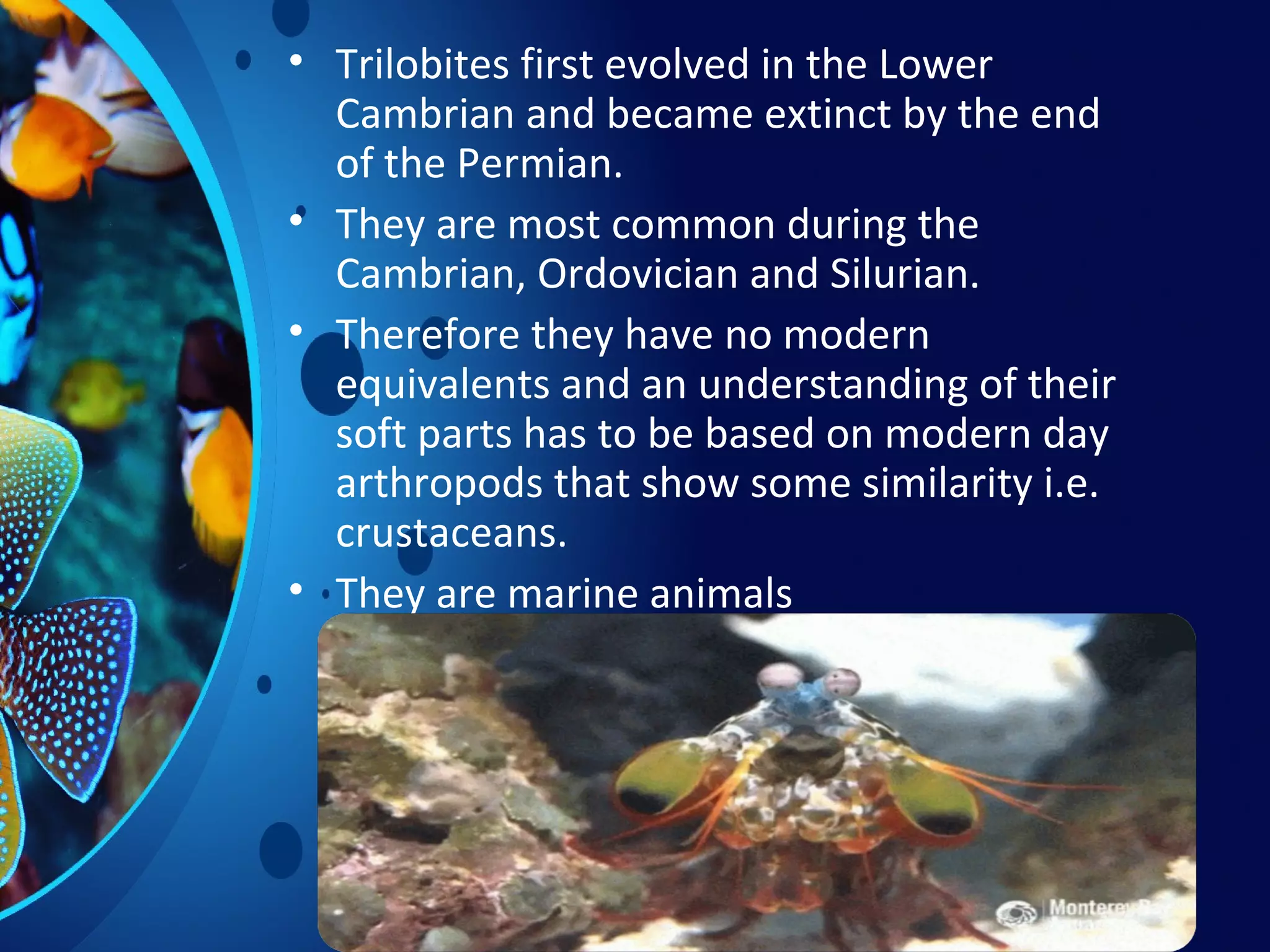 Trilobite Introductiion | PPT