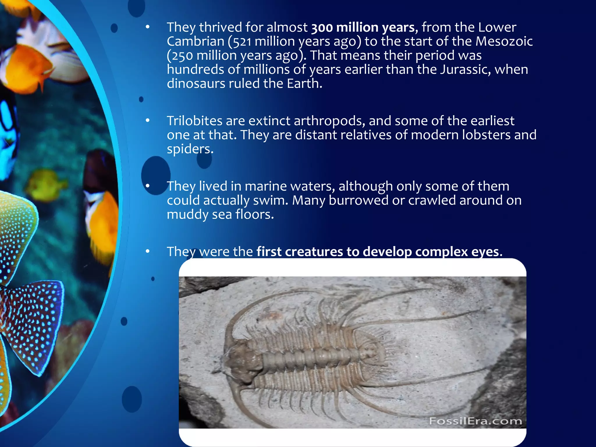 Trilobite Introductiion | PPT